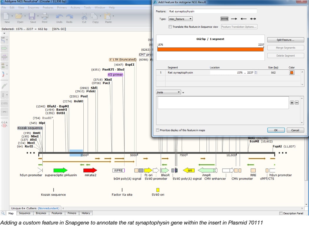 Plasmids 101: Walkthrough of Addgene’s Snapgene-Powered Quality Control Process